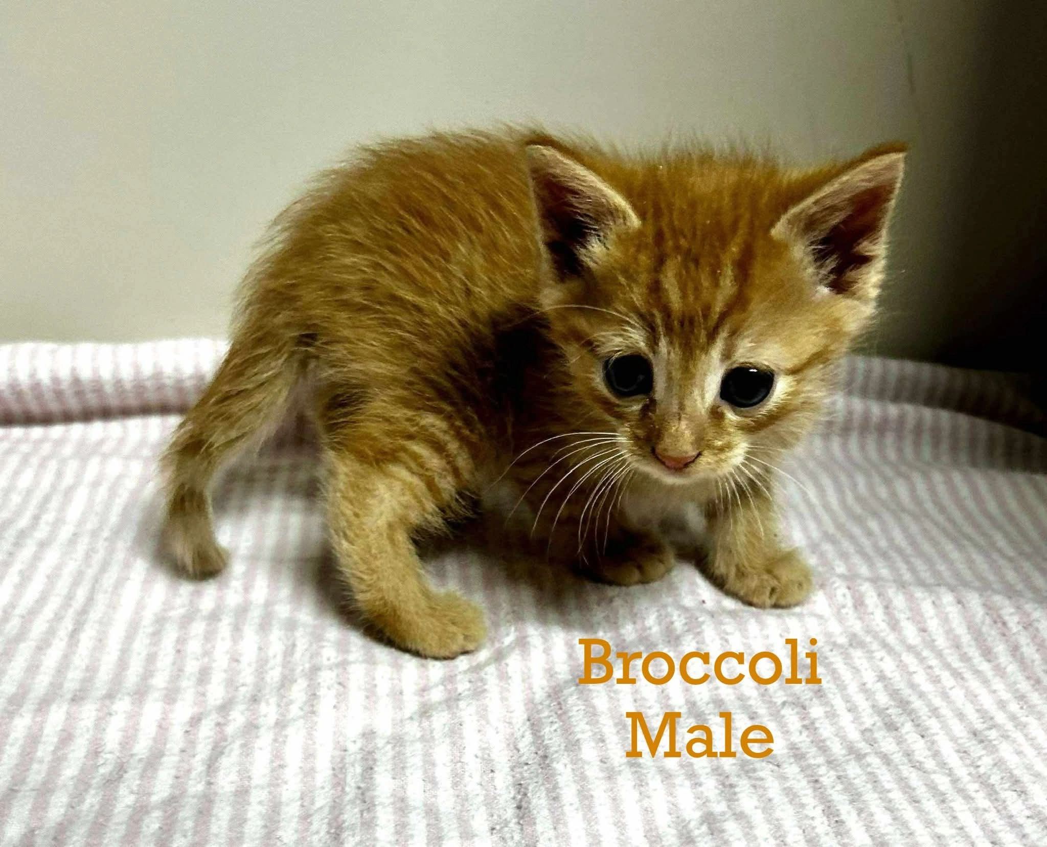 Wagon Tails Farm - Animal Shelter - Jacksonville, North Carolina