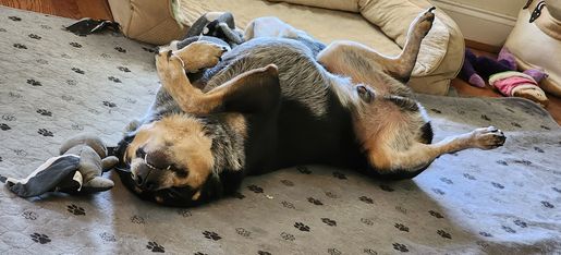 Wagon Tails Farm - Animal Shelter - Jacksonville, North Carolina