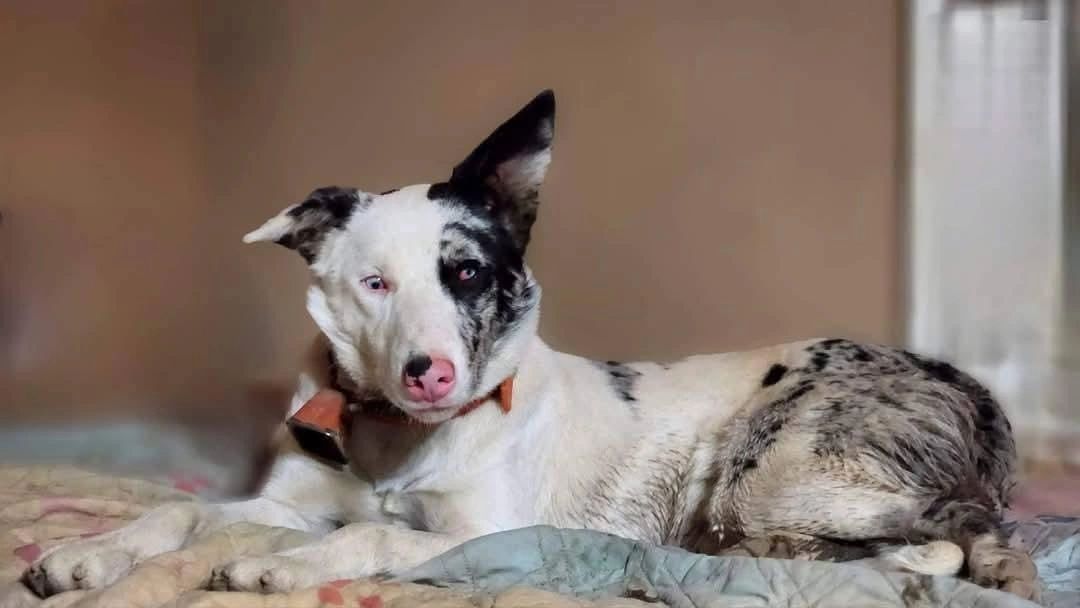 Wagon Tails Farm - Animal Shelter - Jacksonville, North Carolina
