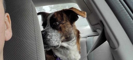 Wagon Tails Farm - Animal Shelter - Jacksonville, North Carolina