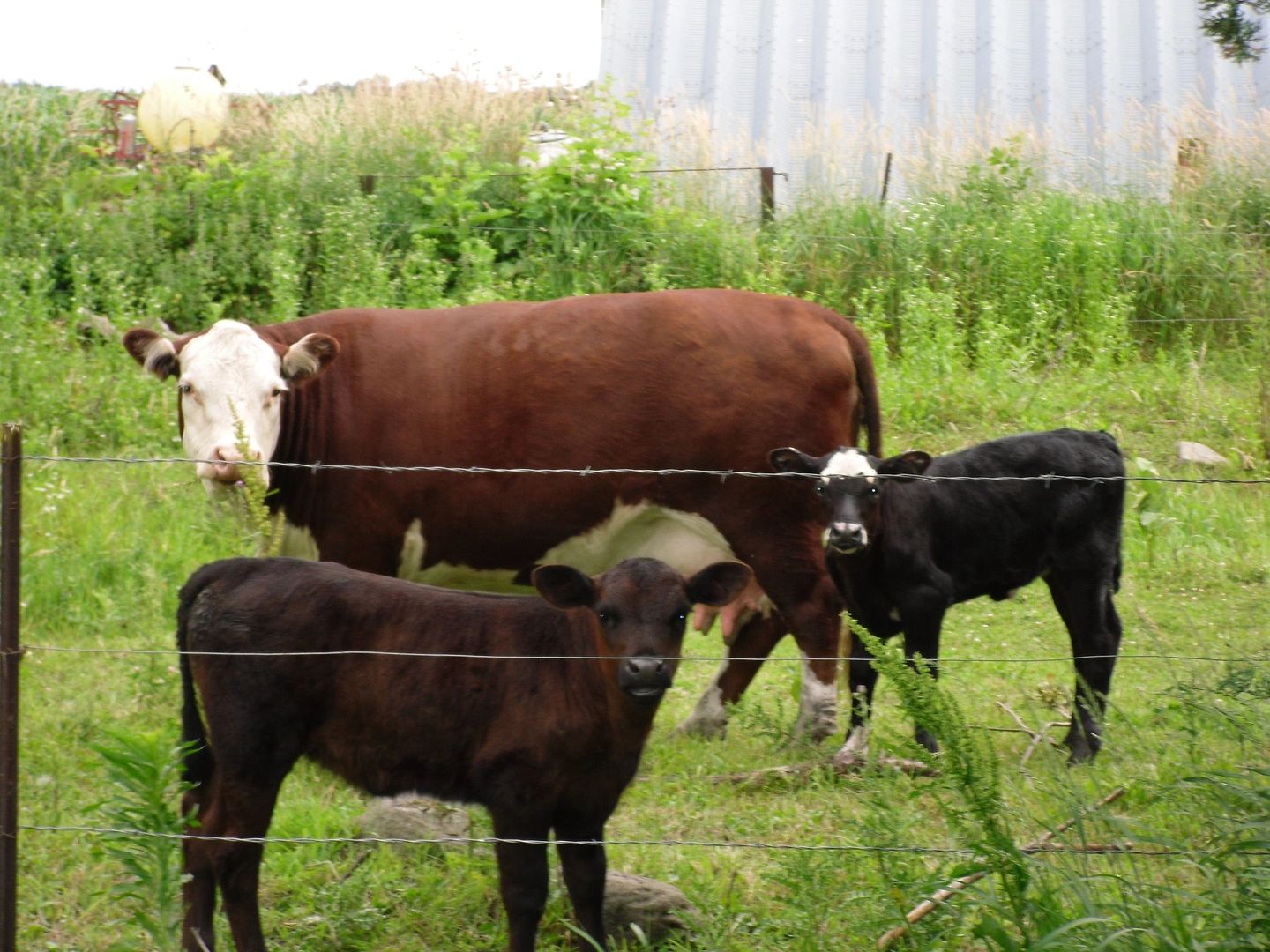 High-Quality Livestock Feeders | SteerFeeder