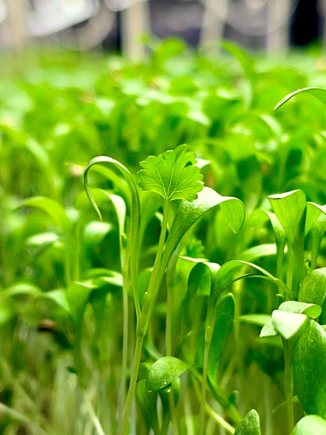 Local & Organic Microgreens, Mushrooms, and Edible Flowers | Matecumbe ...