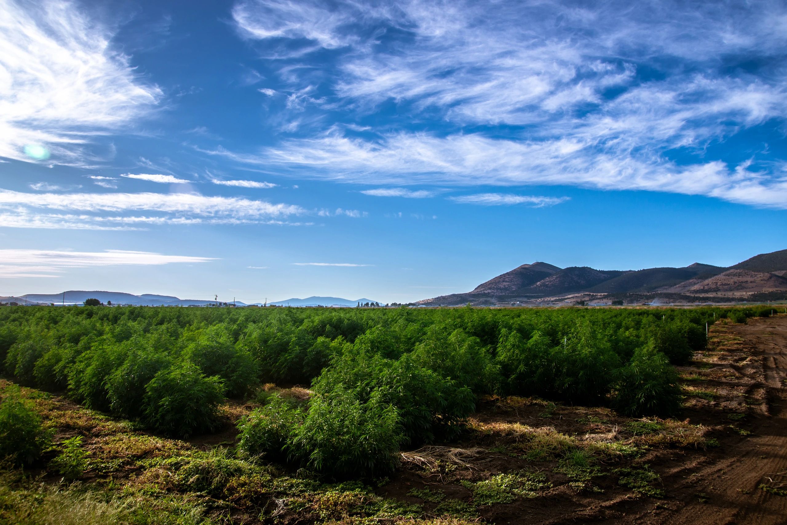 USA Hemp 1 - CBD Products, Farm, CBD Gummies, CBD Products