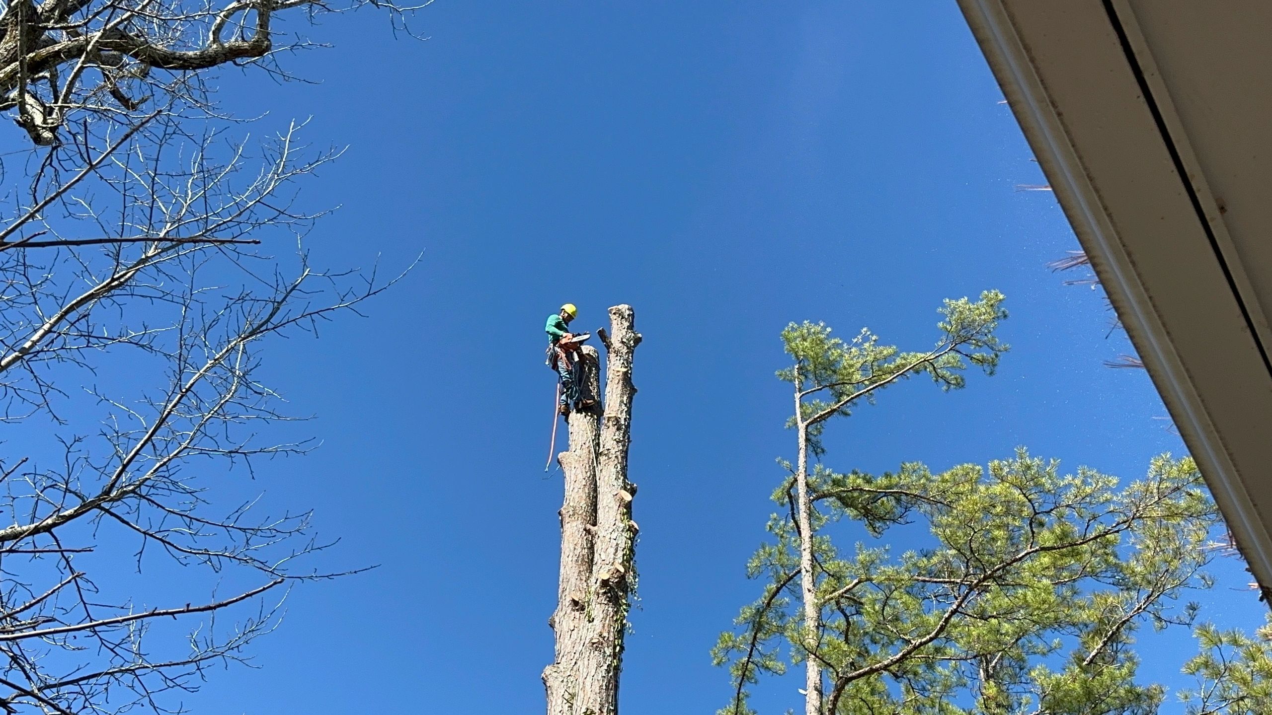 Professional Tree Service in Your Area