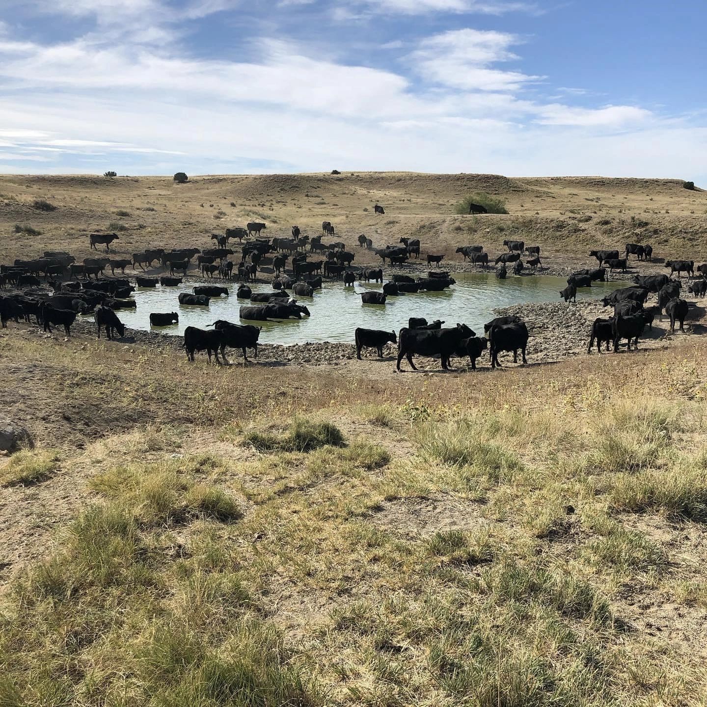 SECO Ranch Planning - Livestock, Pond