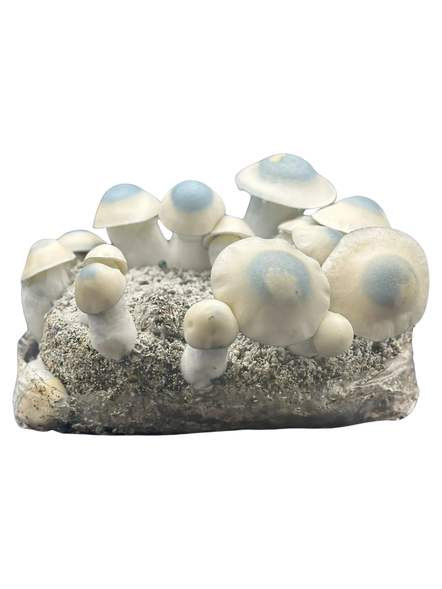 Casper Liquid Culture