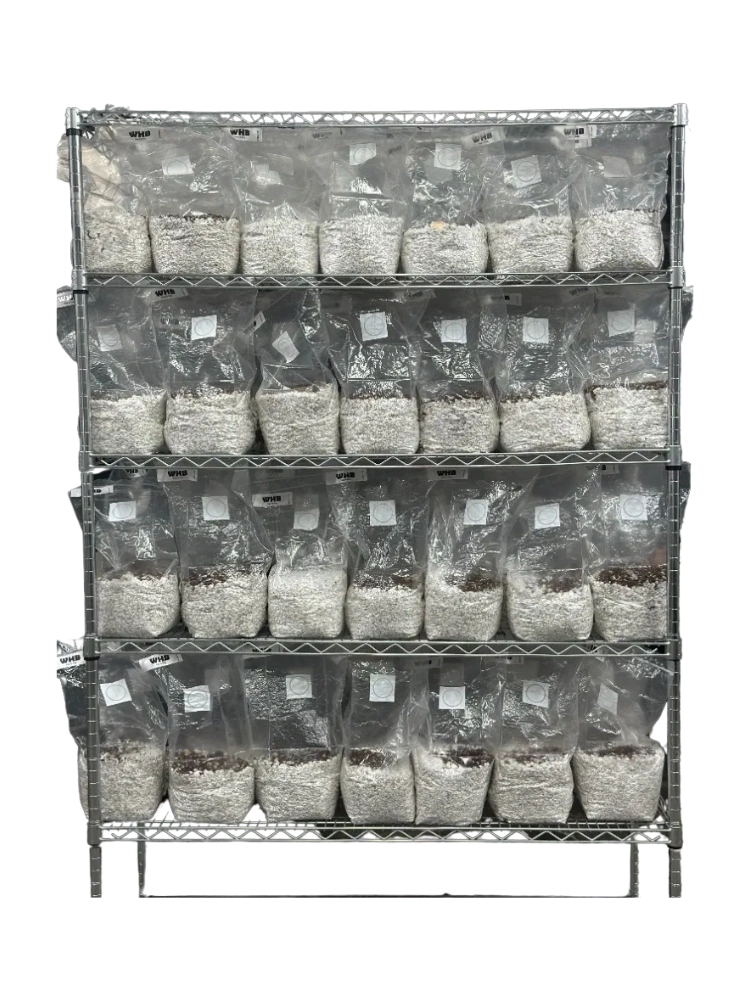 Colonized Spawn Bags