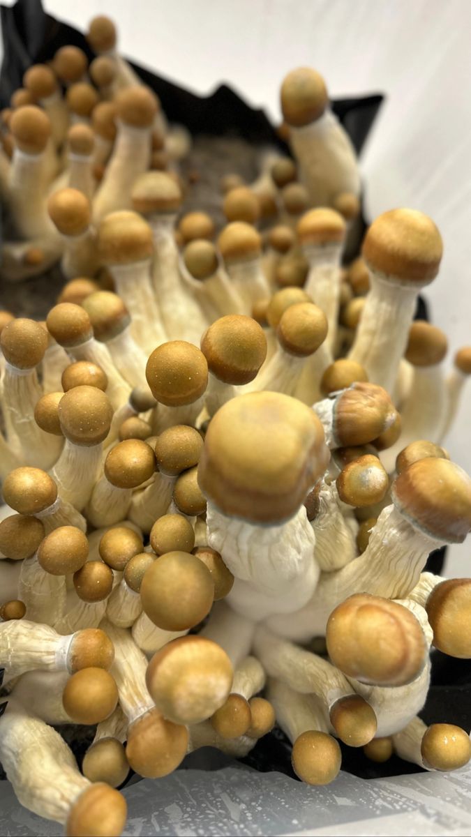 Melmac Liquid Culture