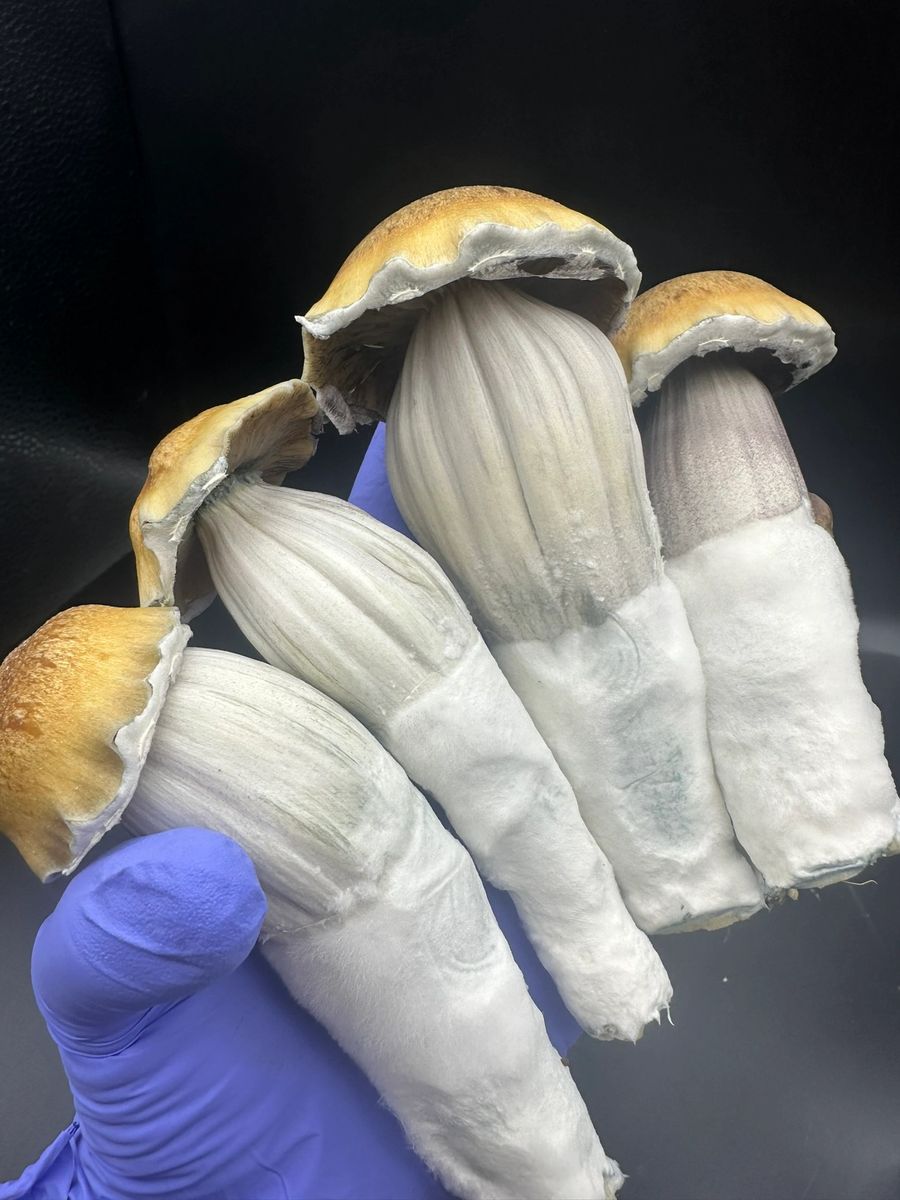 Tidal Wave Towers Liquid Culture