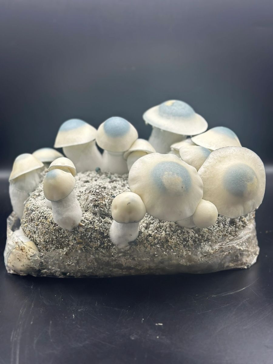 Casper Liquid Culture