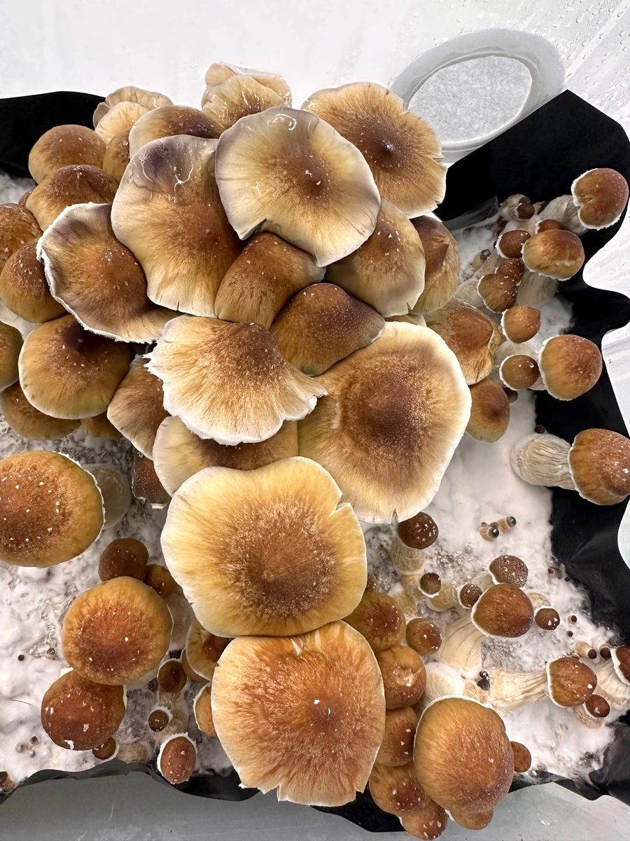 Lizard King Liquid Culture