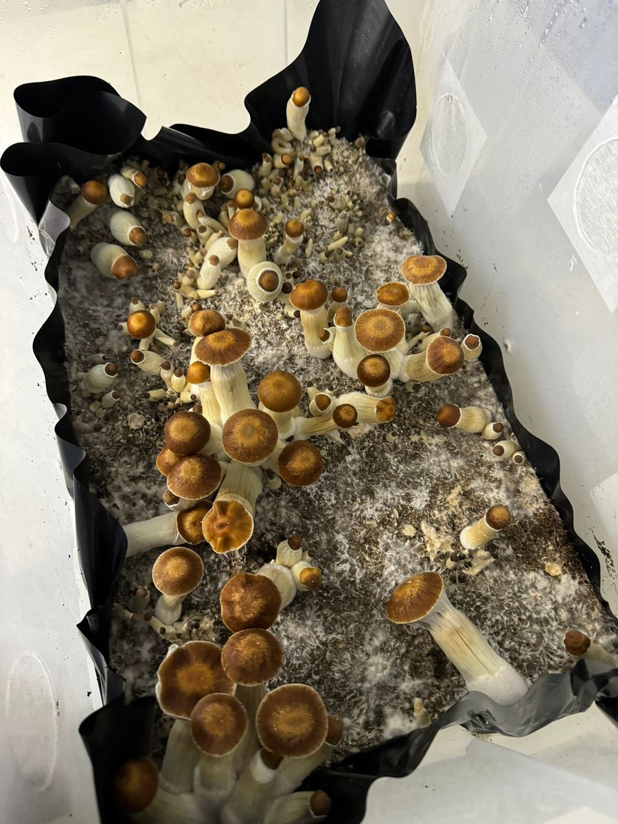 Mazatec Liquid Culture