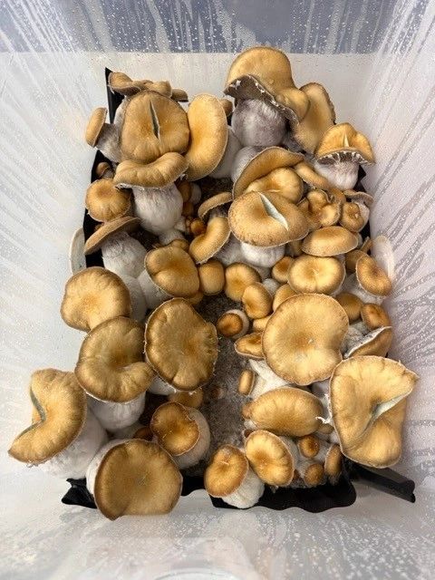 Melmac Squat Liquid Culture