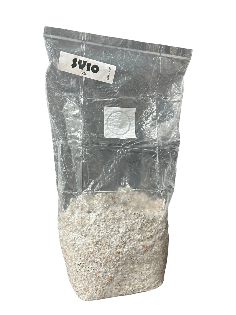 Colonized Spawn Bags