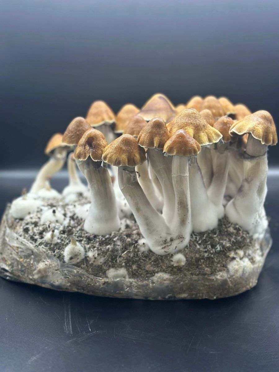 Tidal Wave Liquid Culture