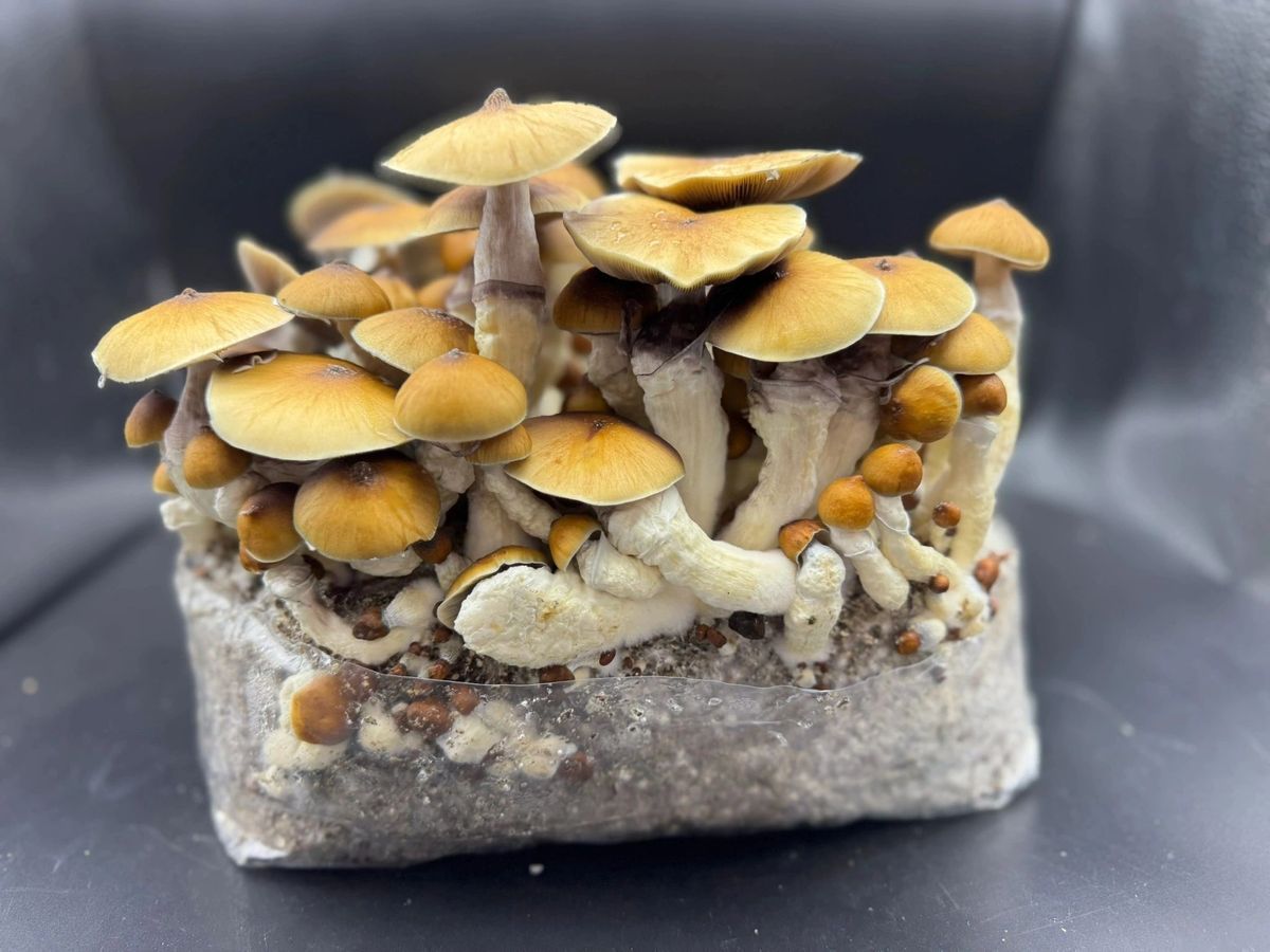 Golden Teacher G2 Liquid Culture Syringe