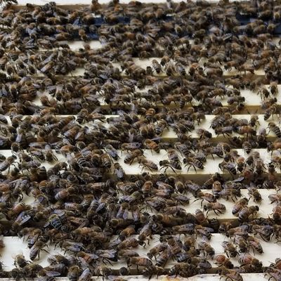 Beagle and Bee Apiary - Honey, Bees