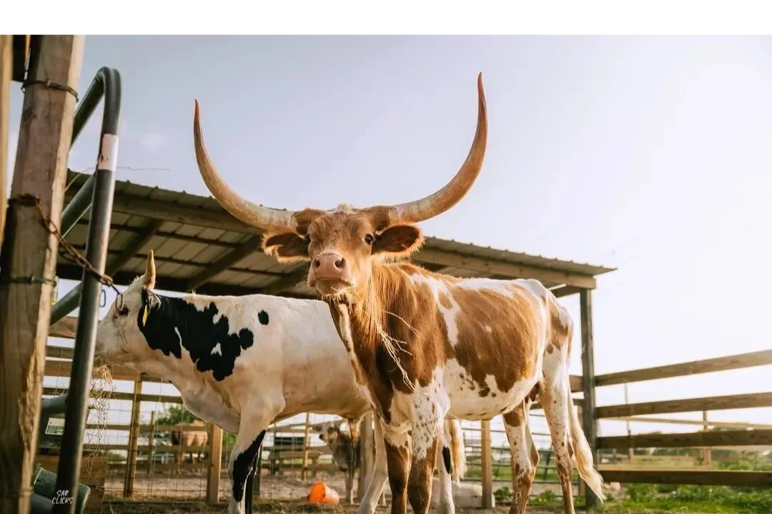 Magic of CCTX | Discover CCTX Animal Adventure