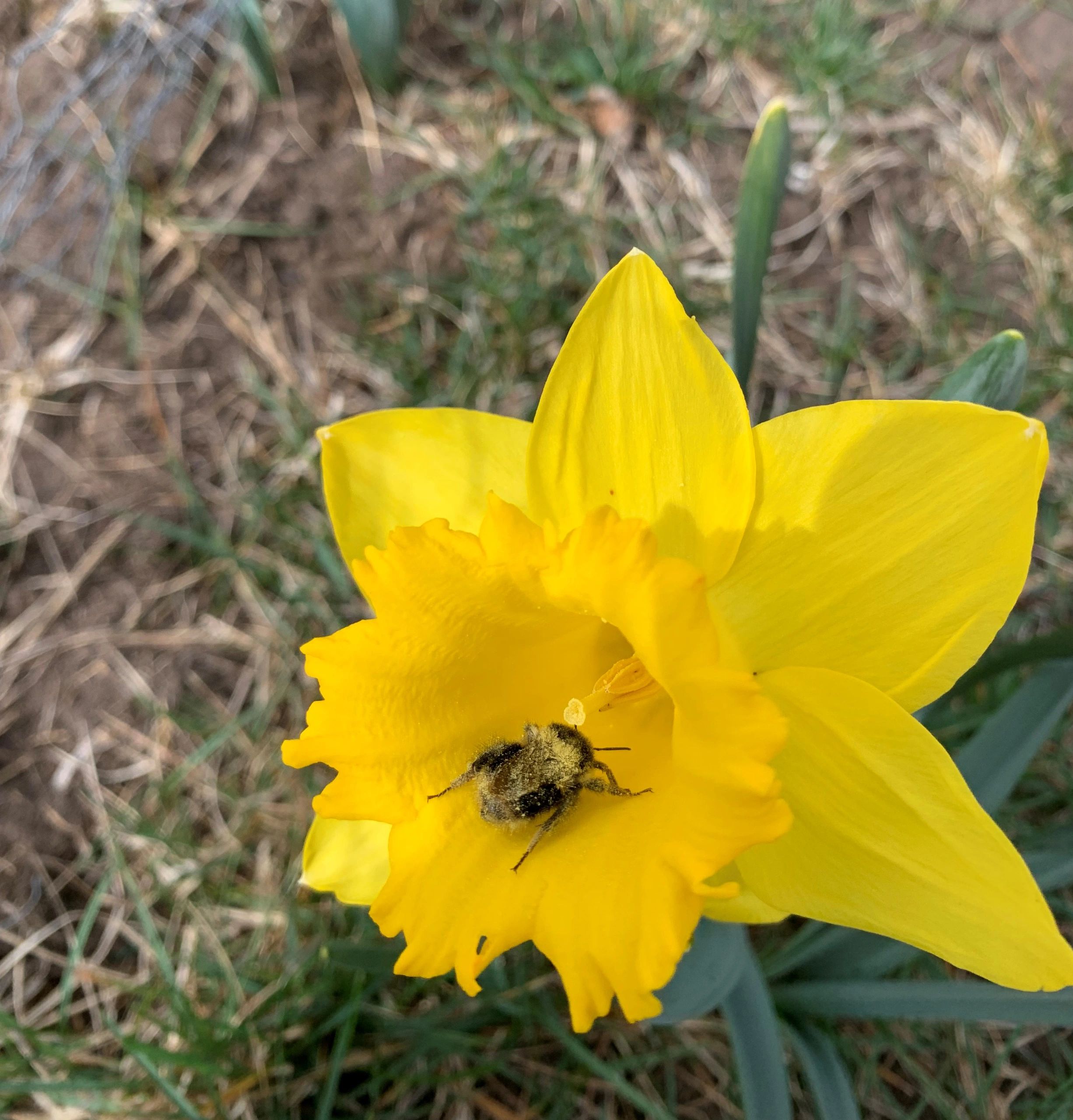 Bee Healthy - Natural Medicine, Anti Inflammatory Eating