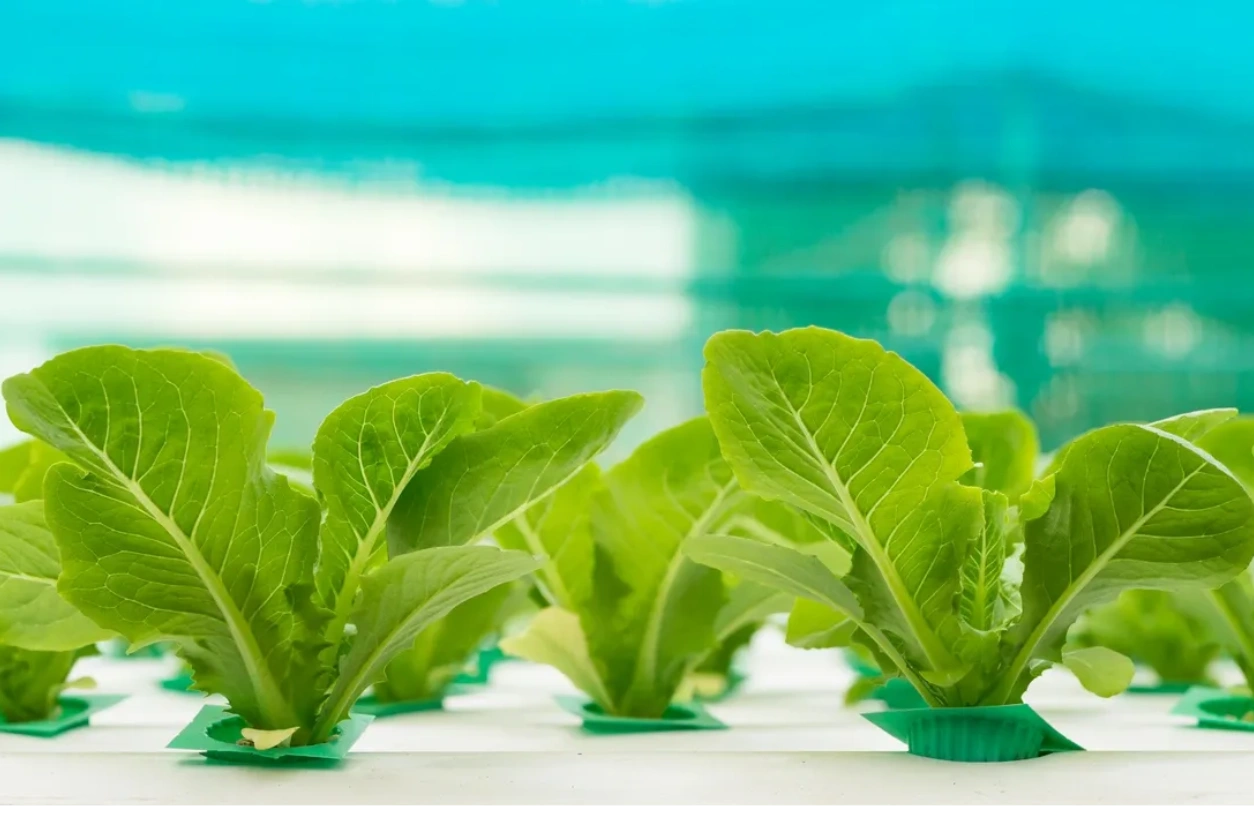 Foothills Farm - Fresh Local Produce year round