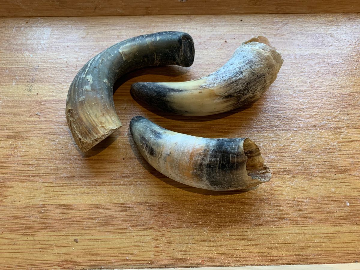 Beef Horns
