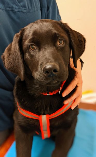 Veterinary Community Outreach in Charles Town, West Virginia