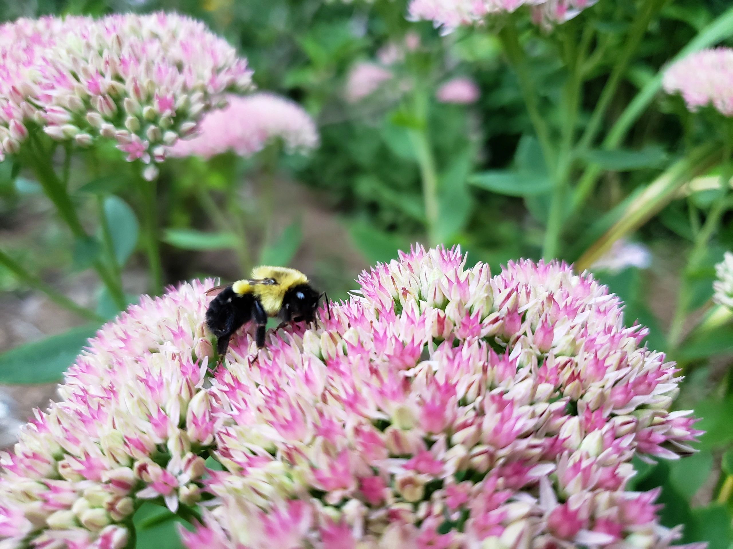 4 Simple Ways to Help Save Earth's Insects