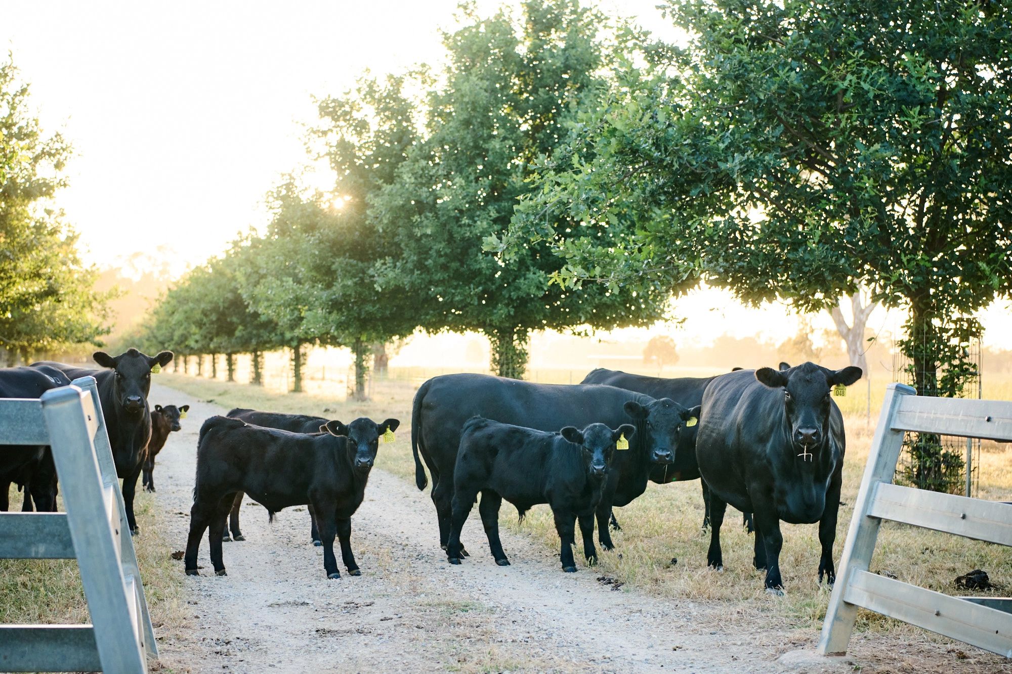 Quality Aberdeen Angus Cattle for Sale | Bontharambo