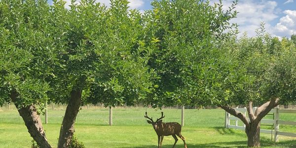 High Country Tree Service LLC - Tree Trimming, Tree Removal | High ...