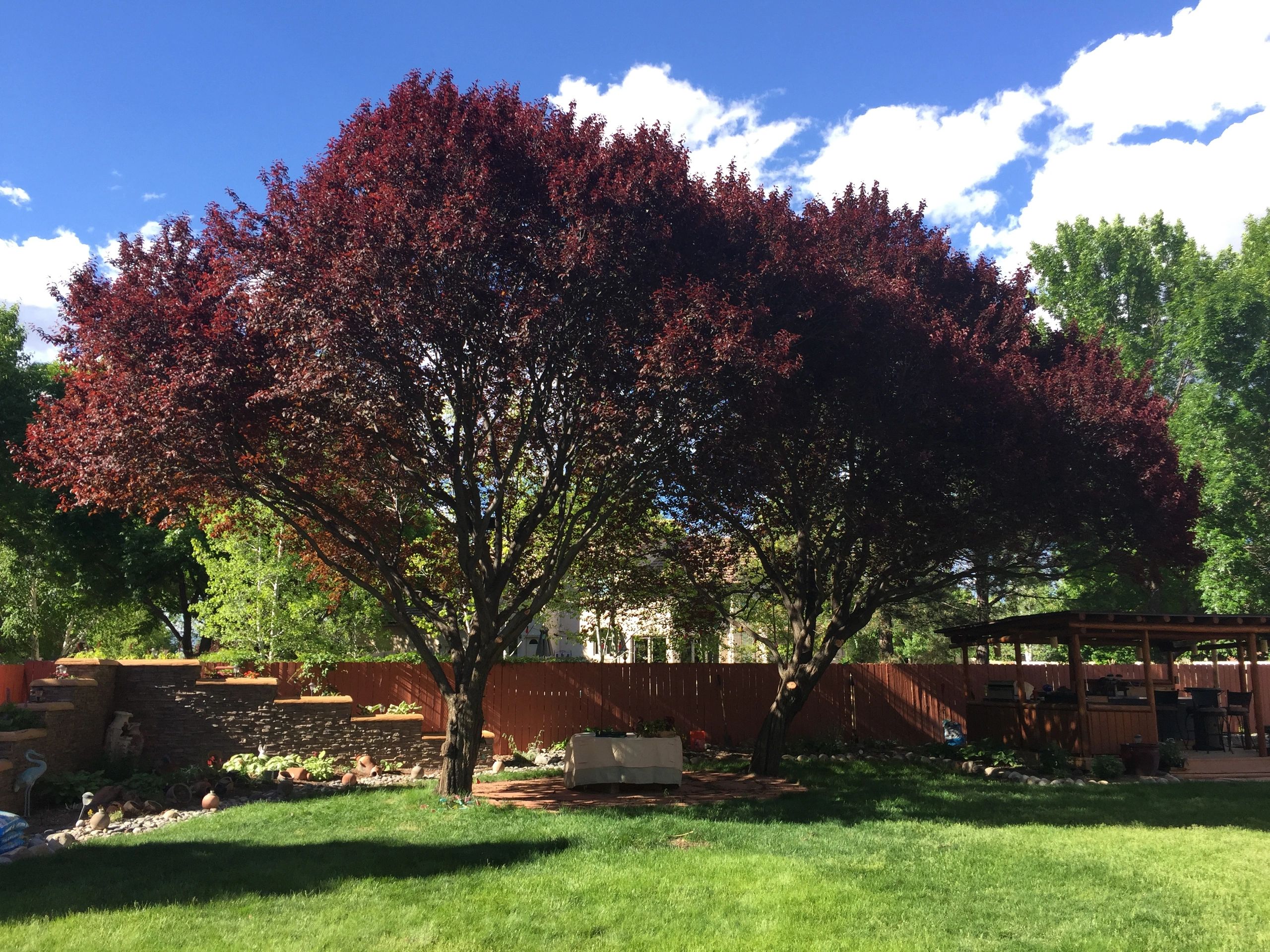 High Country Tree Service LLC - Tree Trimming, Tree Removal | High ...