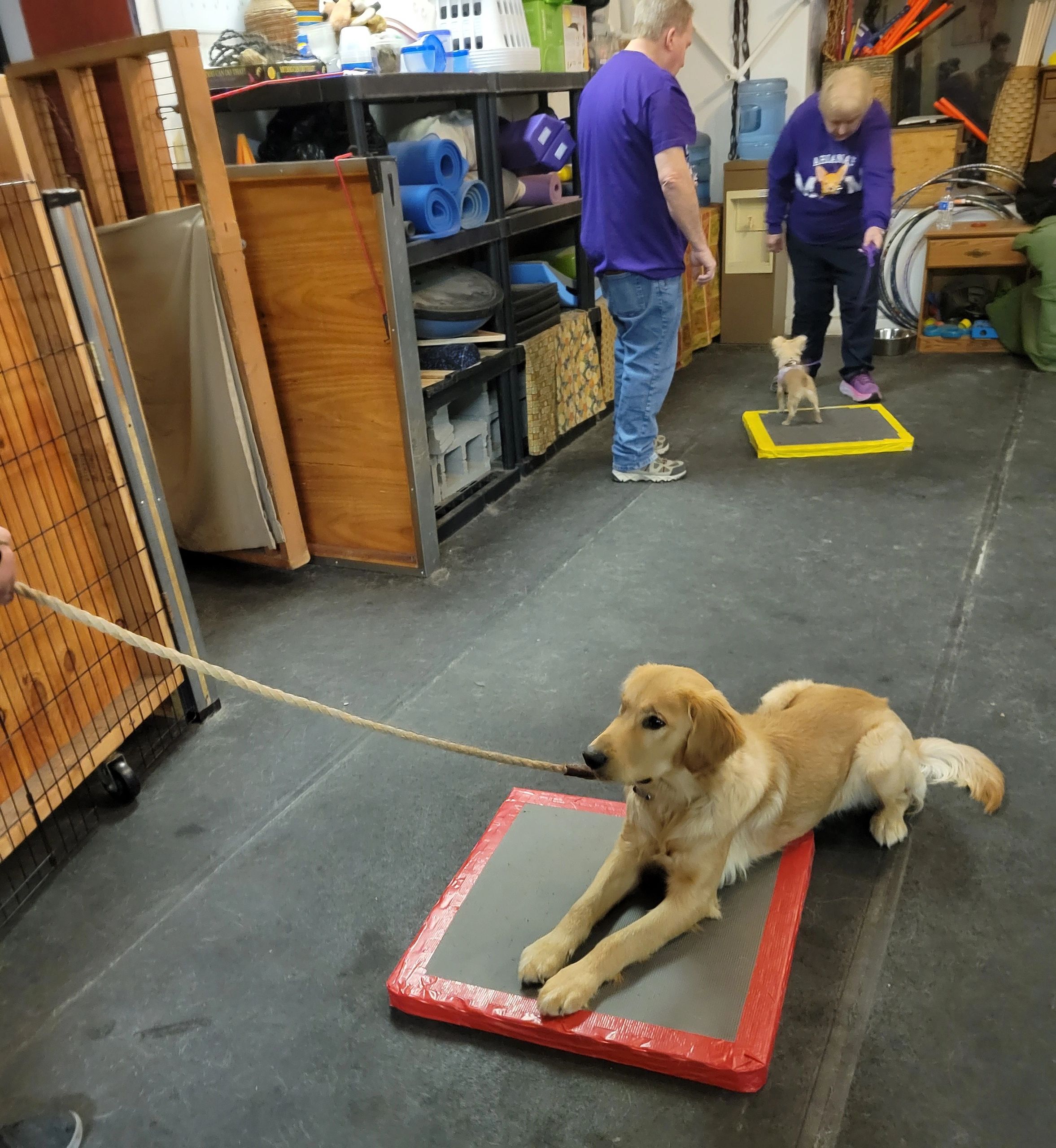 August Obedience on Saturdays at 1:00 pm for 8 weeks
