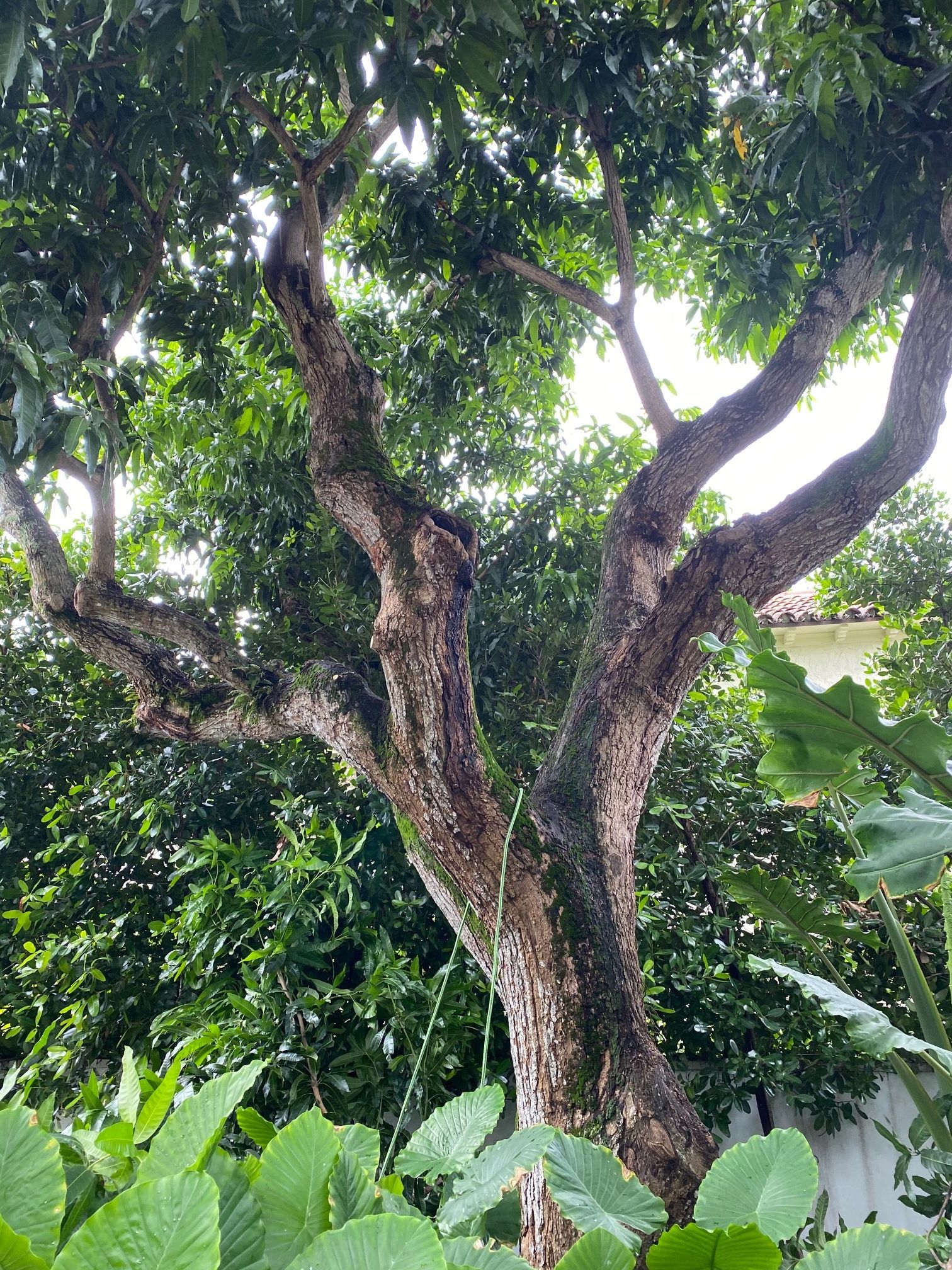 Horticultural Aspects - Arborist, Tree Services, Tree Planting