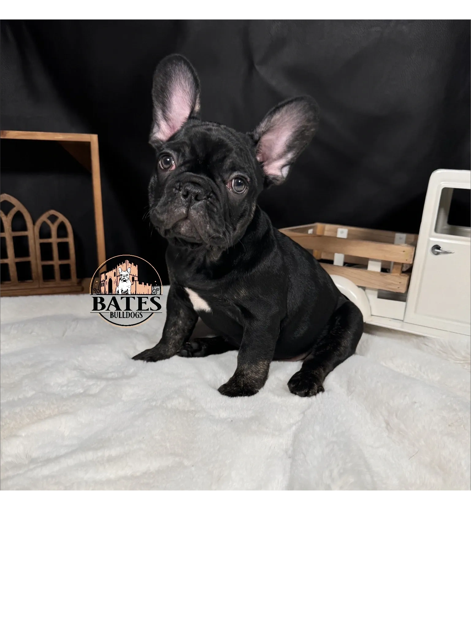 High-Quality Frenchie Puppies for Sale | Bates Bulldogs