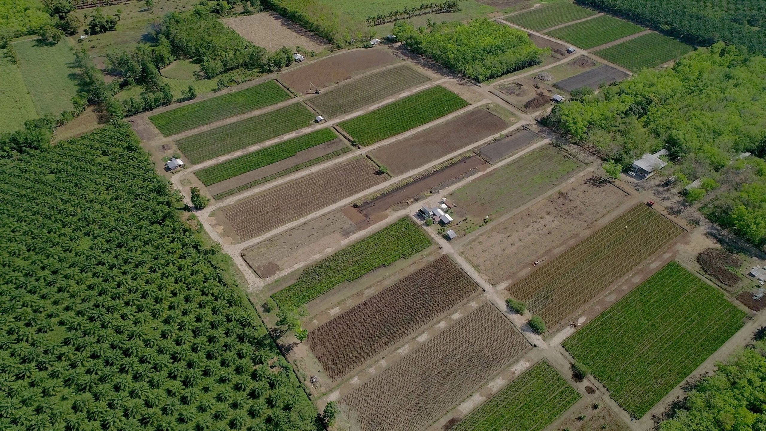 Kilambay Plantation - Revolutionizing Philippine Industrial Agriculture