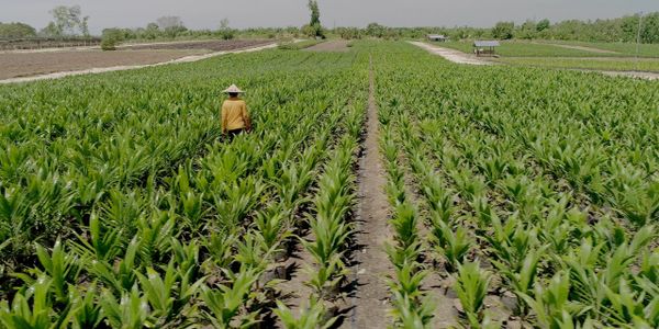 Kilambay Plantation - Revolutionizing Philippine Industrial Agriculture