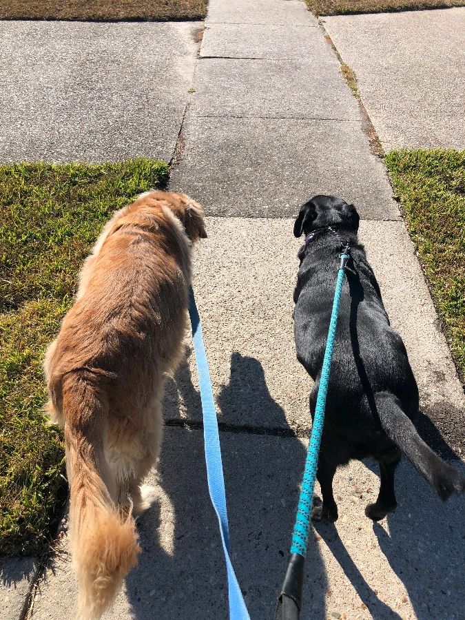 The Importance of Regular Dog Walking