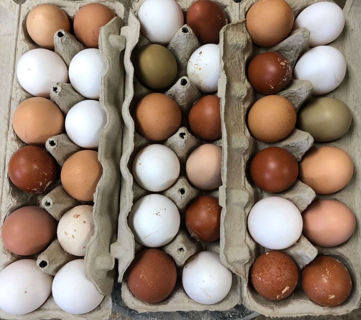Colored Egg Layers