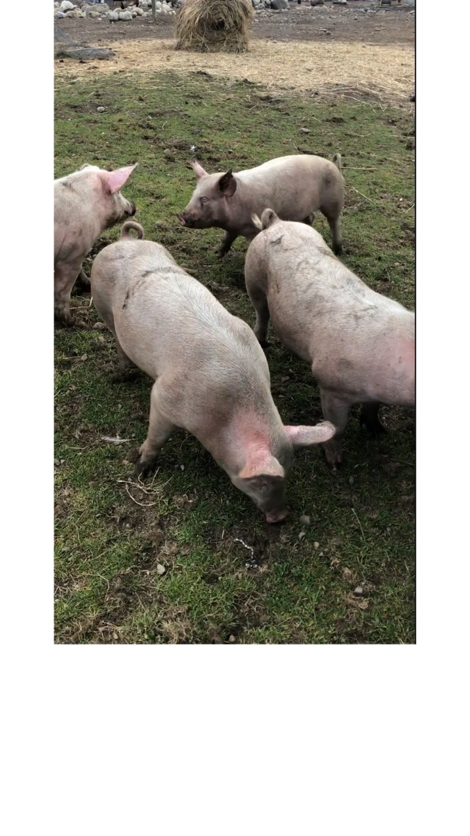 PIGS