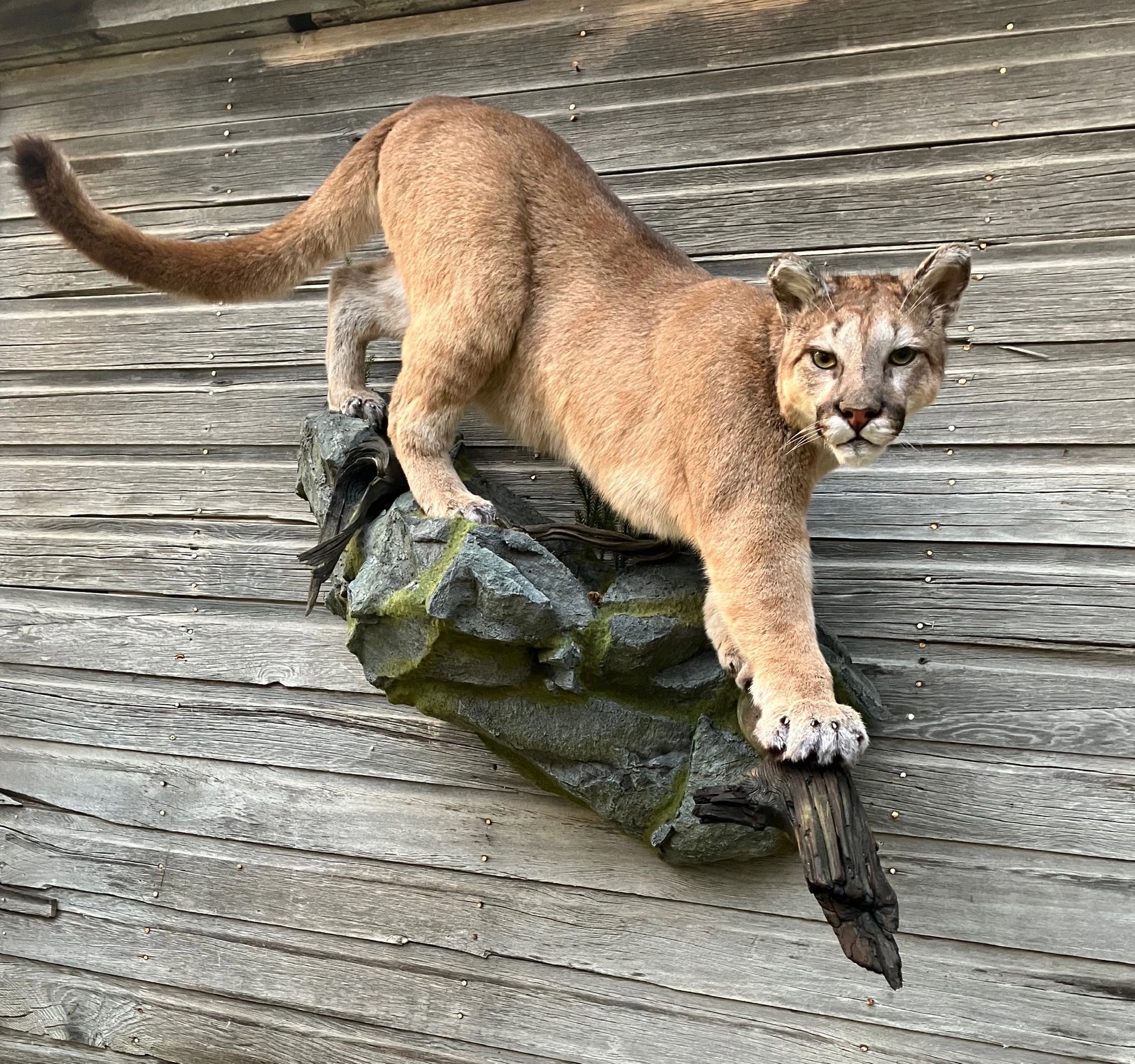 Taxidermy Utah - Taxidermy, Taxidermist, Taxidermy, Deer Mounts