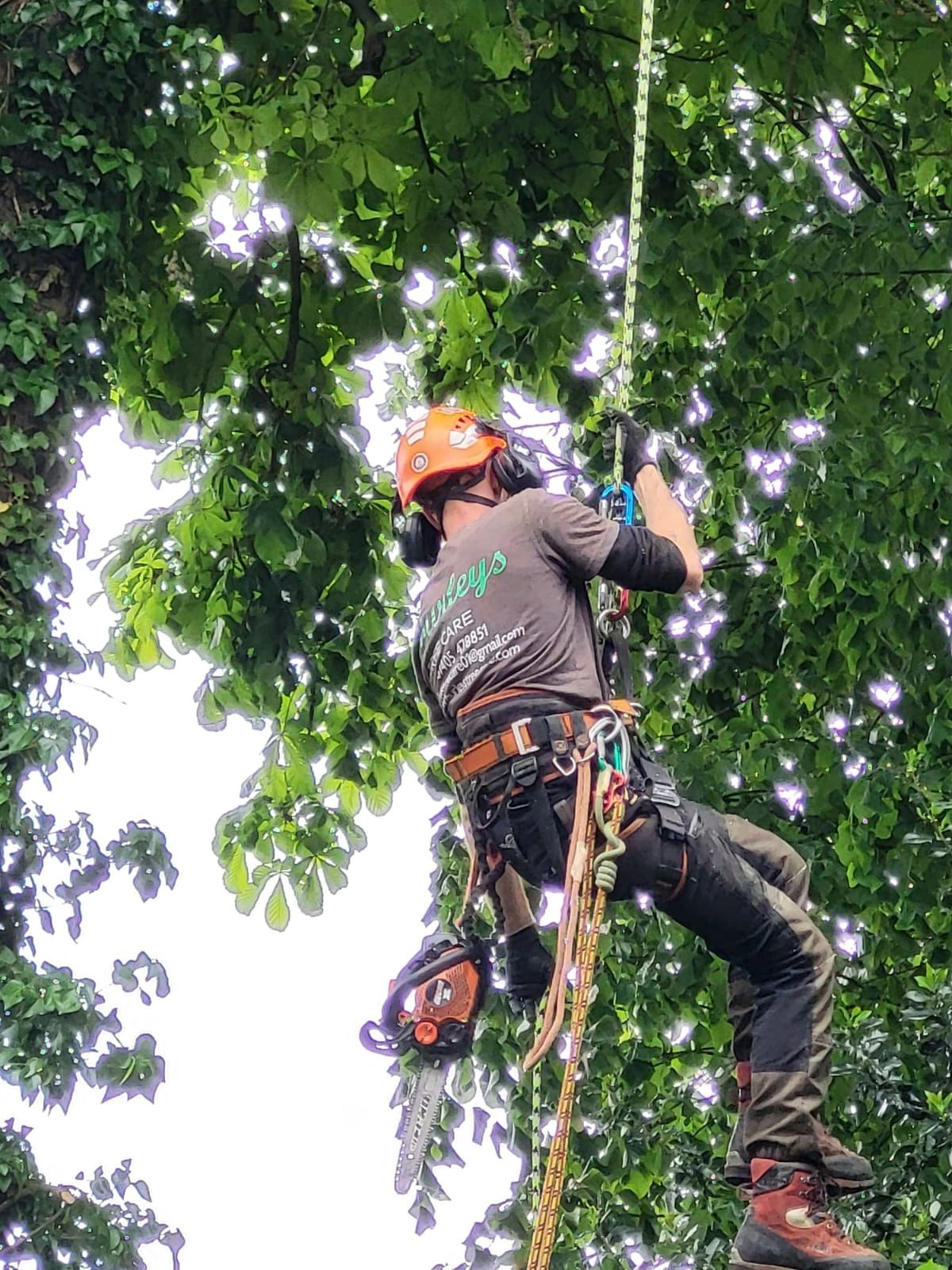 What is the Difference Between a Tree Surgeon and an Arborist?
