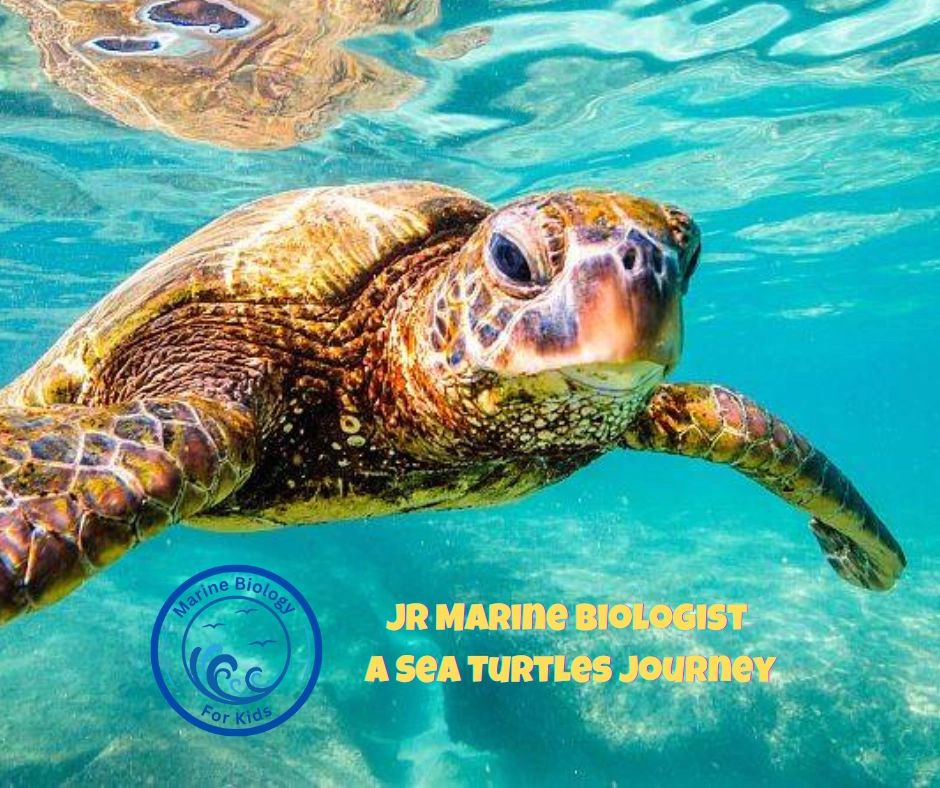 A Sea Turtles Journey-Marine Biologist Adventure Kit