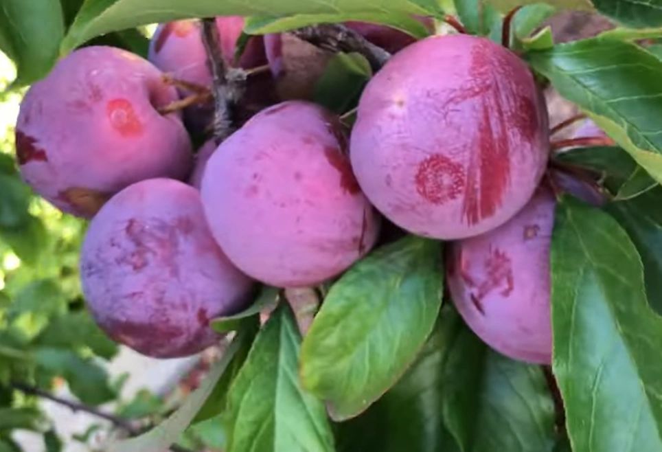Santa Rosa Plum Tree - The "Candy Plum" of California! (2 years old and ...