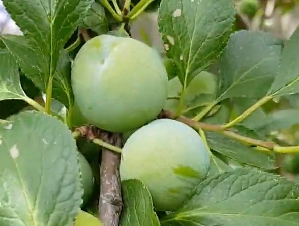 Green Gage Plum Tree - A Sweet and Hardy Gem for Your Orchard (2 years ...