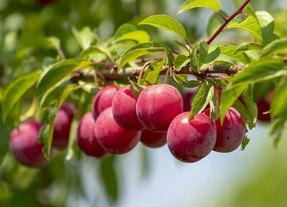 Superior Plum Tree - Cold Hardy Desert Plum - 3 ft. and Bare Root
