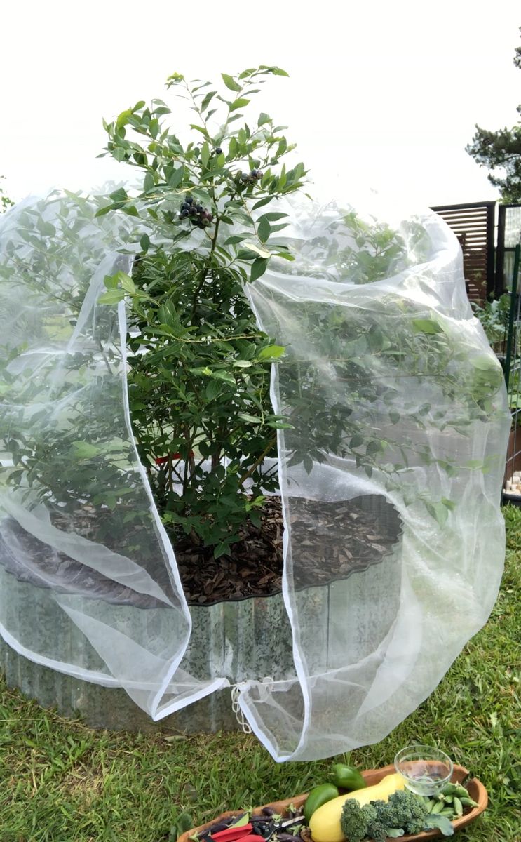 Blueberry Bush - Fruit Tree Insect Netting with 1 Zipper and drawstring ...