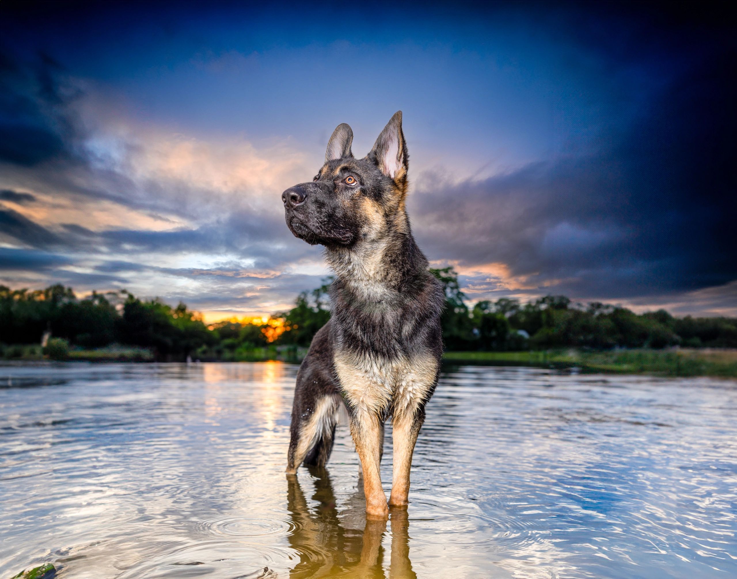 Dog Photography