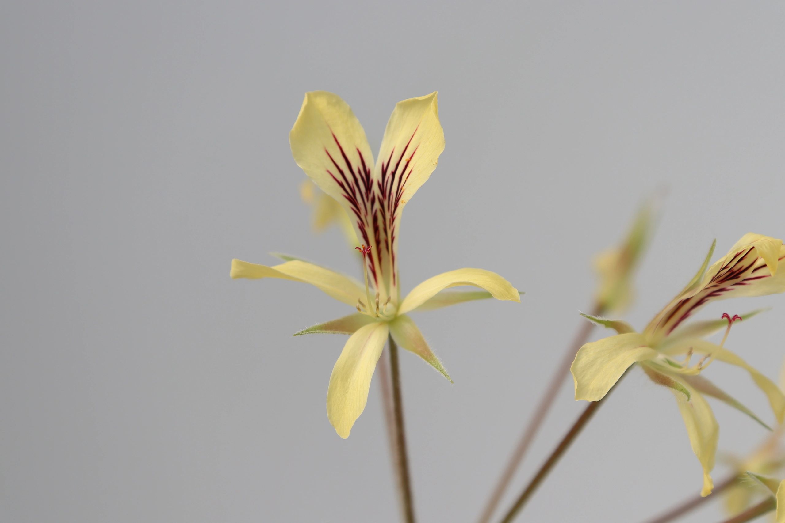 Alec Gray Daffodils | Buckland Cottage Gardens
