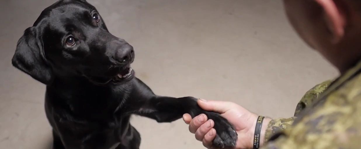 Service Dog Research - Service Dogs, Research, Dog