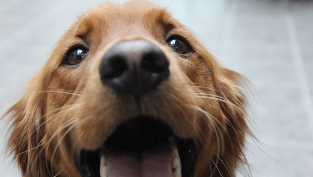 Service Dog Research - Service Dogs, Research, Dog