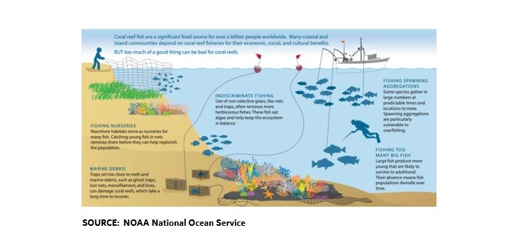 Overfishing Crisis: How Giant Bottom Trawls Deplete Resources